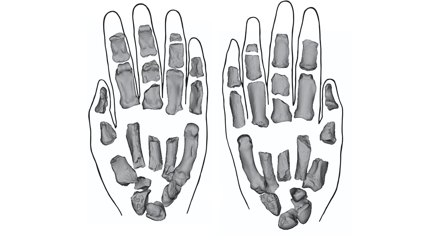 Fossil hand bones hint that ancient human relative Paranthropus made ...
