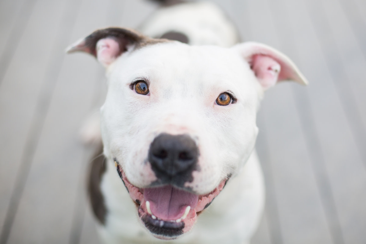 Rescue Pit Bull's Reaction to Being Held the First Time Is the Best