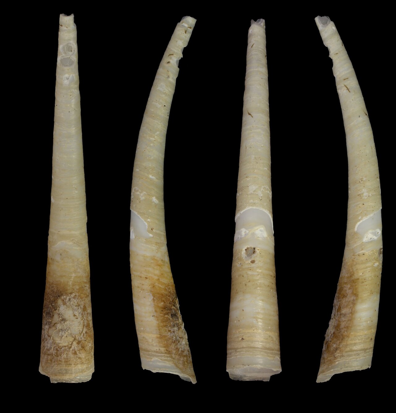 Ocean species discovery: 14 new marine animals described