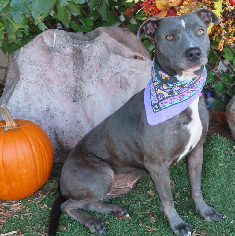 Looking to add a pet to your family? Booker, Melody, others available at OKC-area shelters