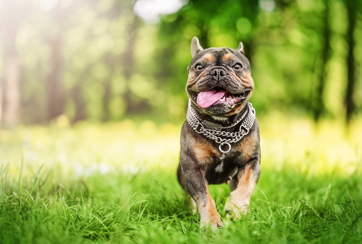 Blind Foster French Bulldog's First Trip to the Dog Park Is Absolutely ...