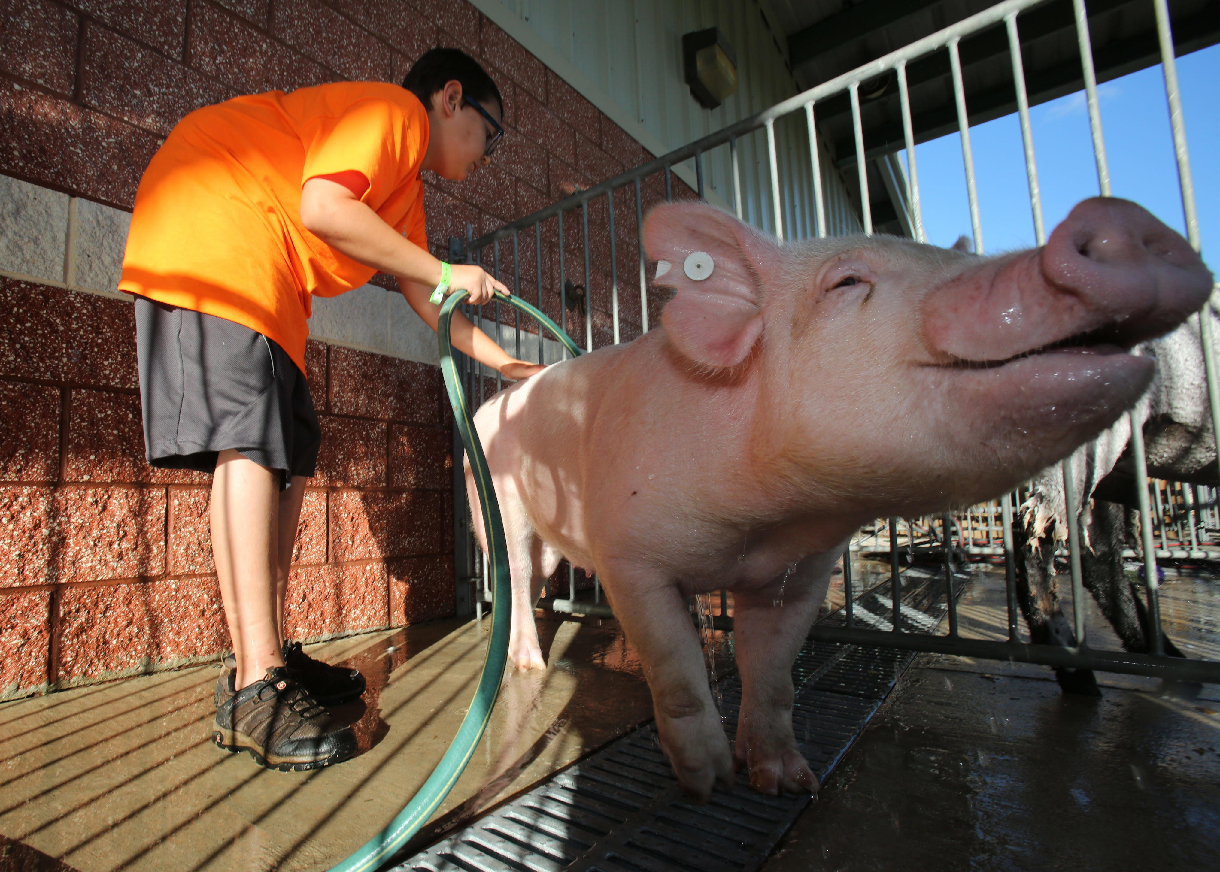 Volusia County Fair hosts daily livestock shows in DeLand, Florida. How ...
