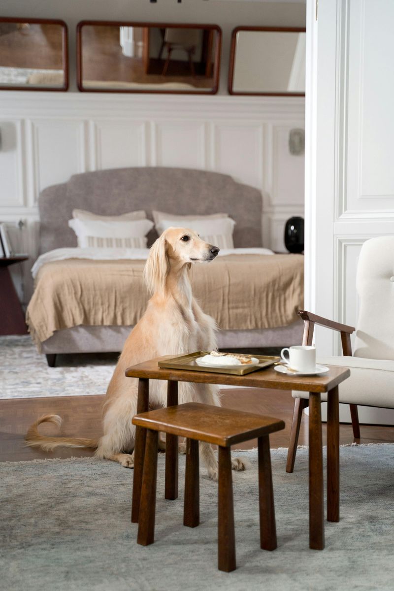 13 Headstrong Dog Breeds That Often Ignore Commands