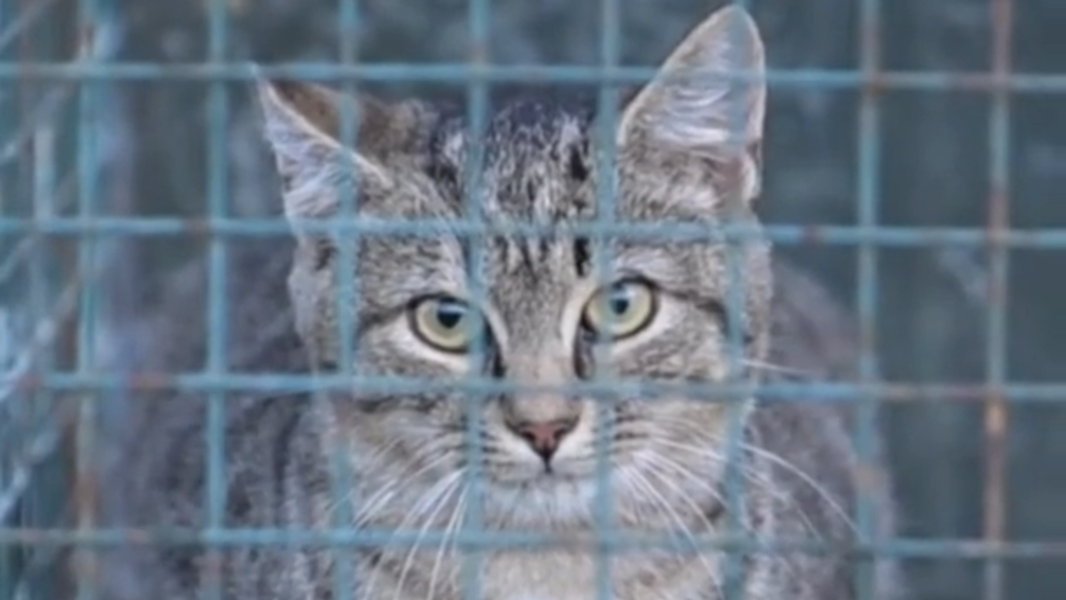 Local nonprofit helping control cat population in Harris Township