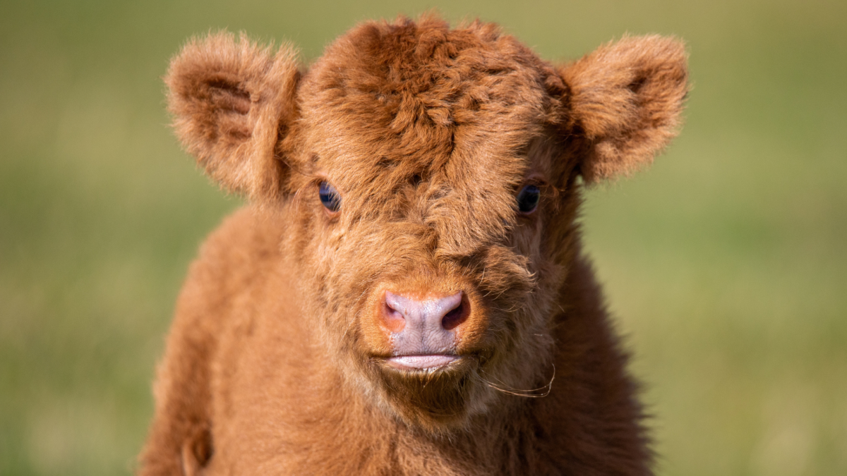Highland Cow Goes Into True Mama Bear Mode After Baby Takes a Topple