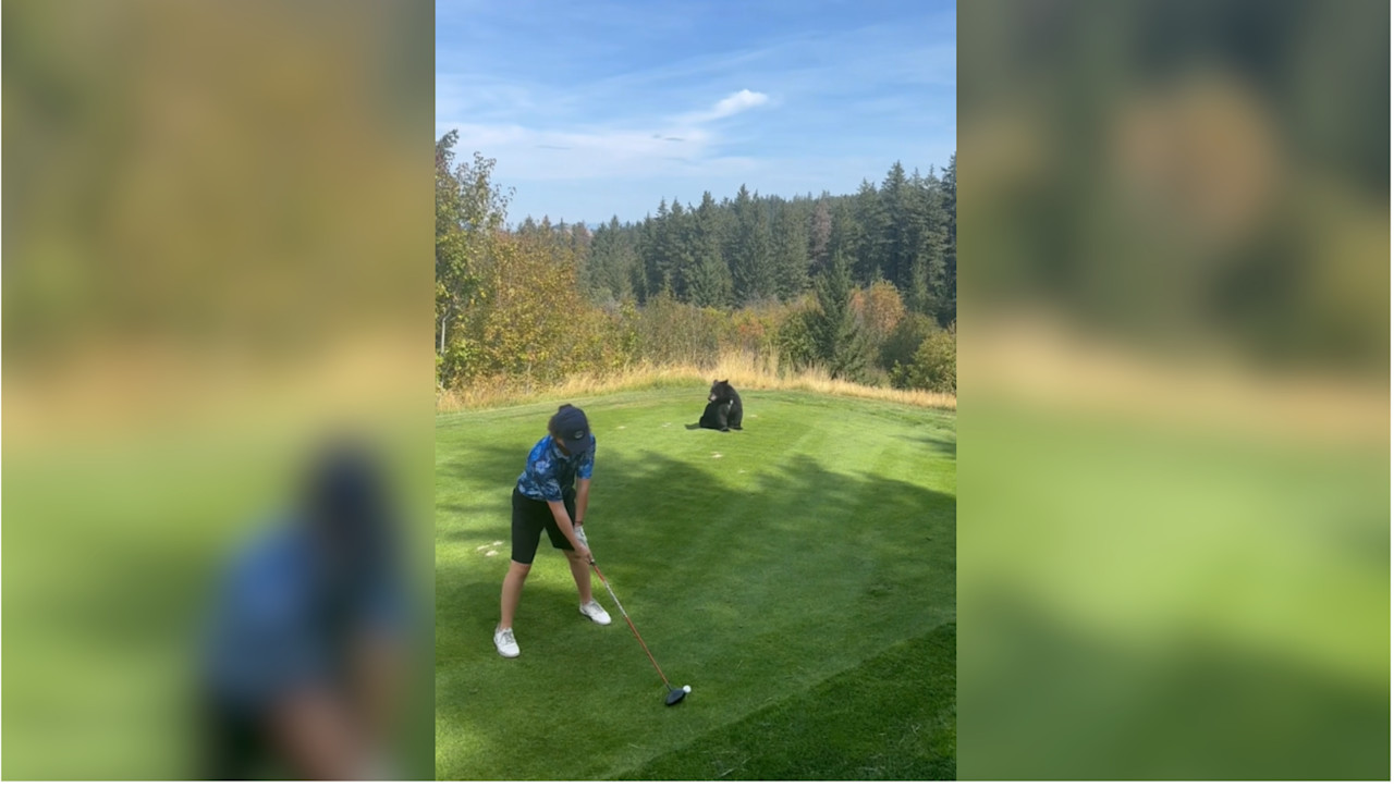 Bear on the scorecard? At this B.C. golf course, that’s a common sight