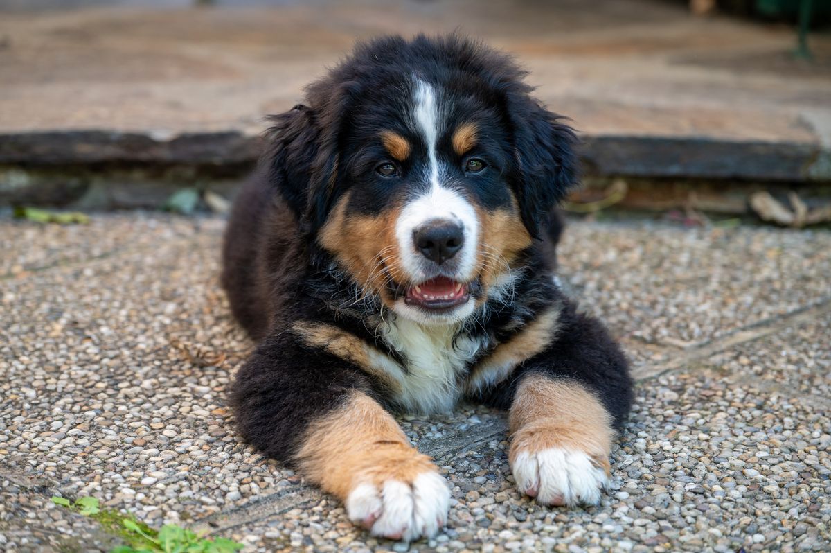 These Are the Calmest Dog Breeds That Are Perfect for Laid-Back Families