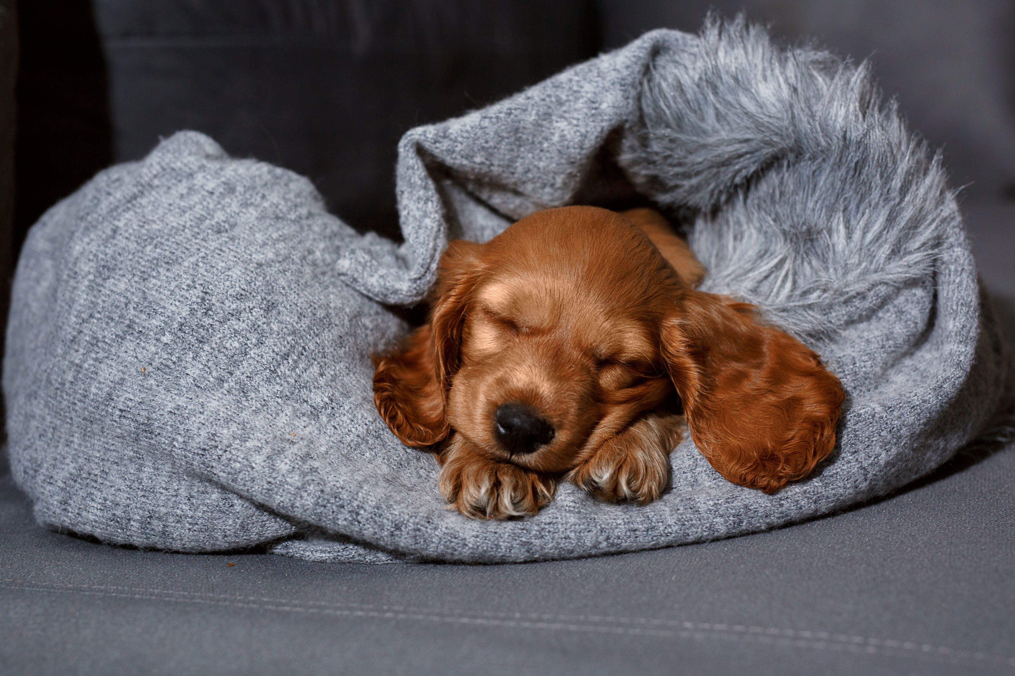 These Are the Calmest Dog Breeds That Are Perfect for Laid-Back Families