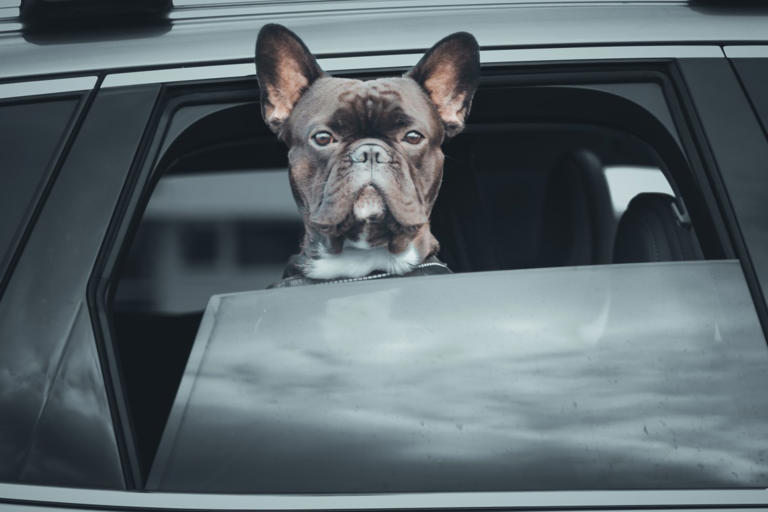 ‘Where You Going, Mom?!’ Dog’s Reaction to Being Left Behind Has ...