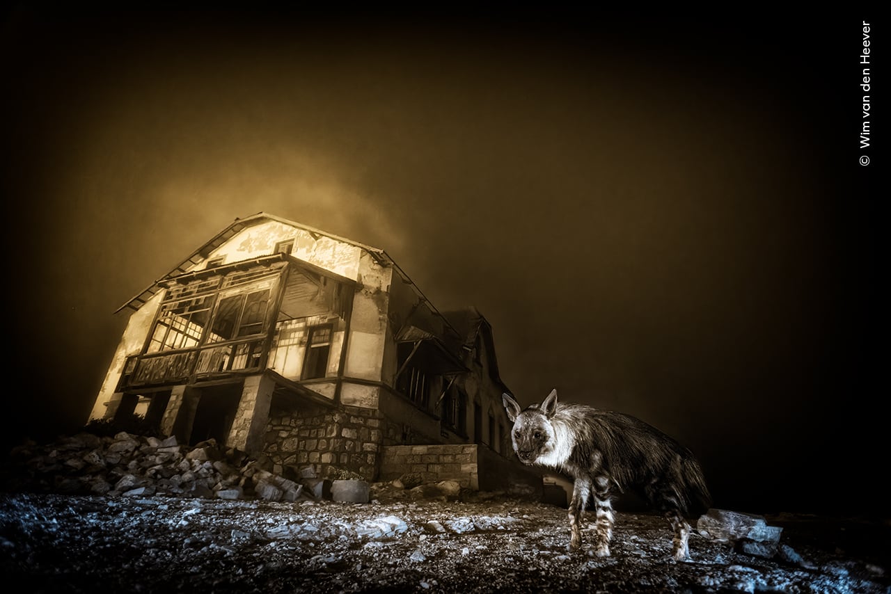 Haunting hyena wins Wildlife Photographer of the Year contest