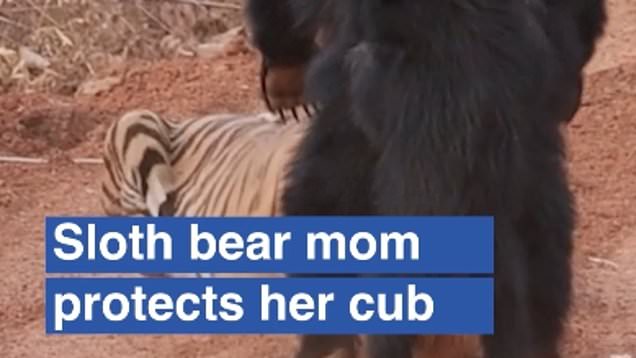 Fearless sloth bear mom protects cub from tiger