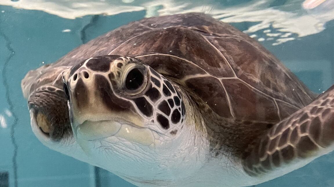 Thirteen sea turtles successfully released back into the ocean