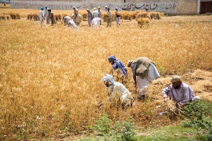 Farmers demand clarity in wheat price policy, independent price ...