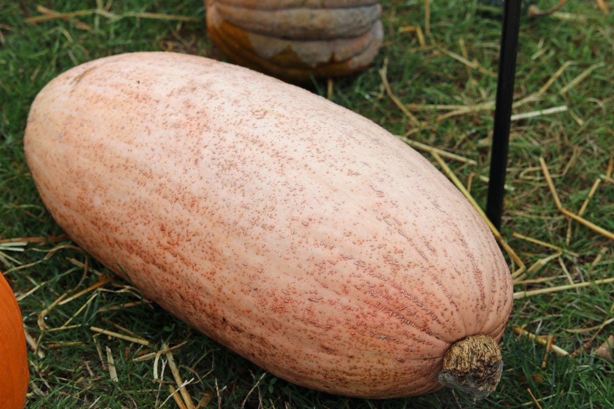18 Types Of Squash & How To Actually Use Them, According To Experts