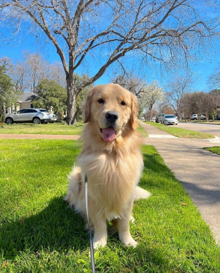 These Golden Retriever Names Capture Their Playful Spirit and Heart of Gold