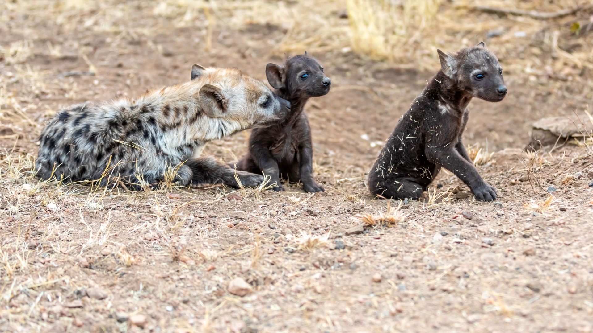 8 Fascinating Facts About Baby Hyenas