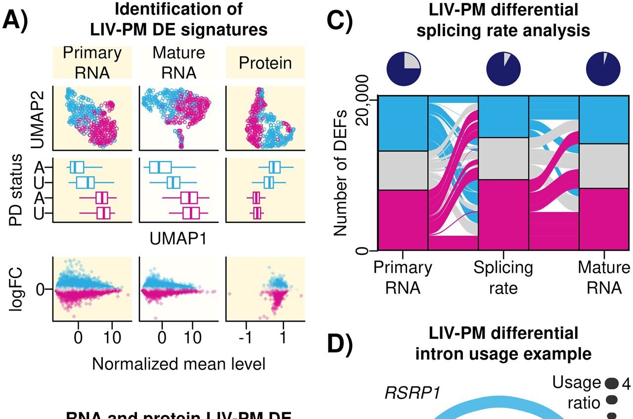Living brain tissue reveals unique RNA and protein patterns missed in ...