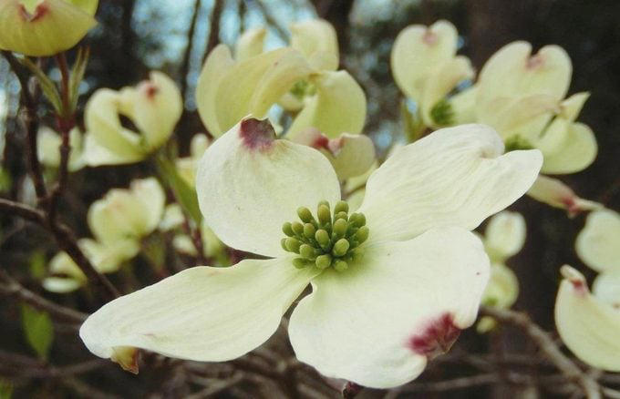 9 pretty flowering trees for your backyard
