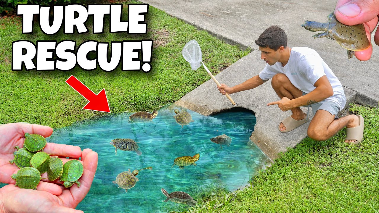 I rescued baby turtles from a puddle!🐢💧