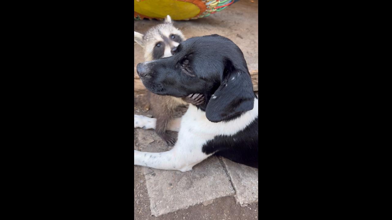Curious Raccoon Kit Adores Pup