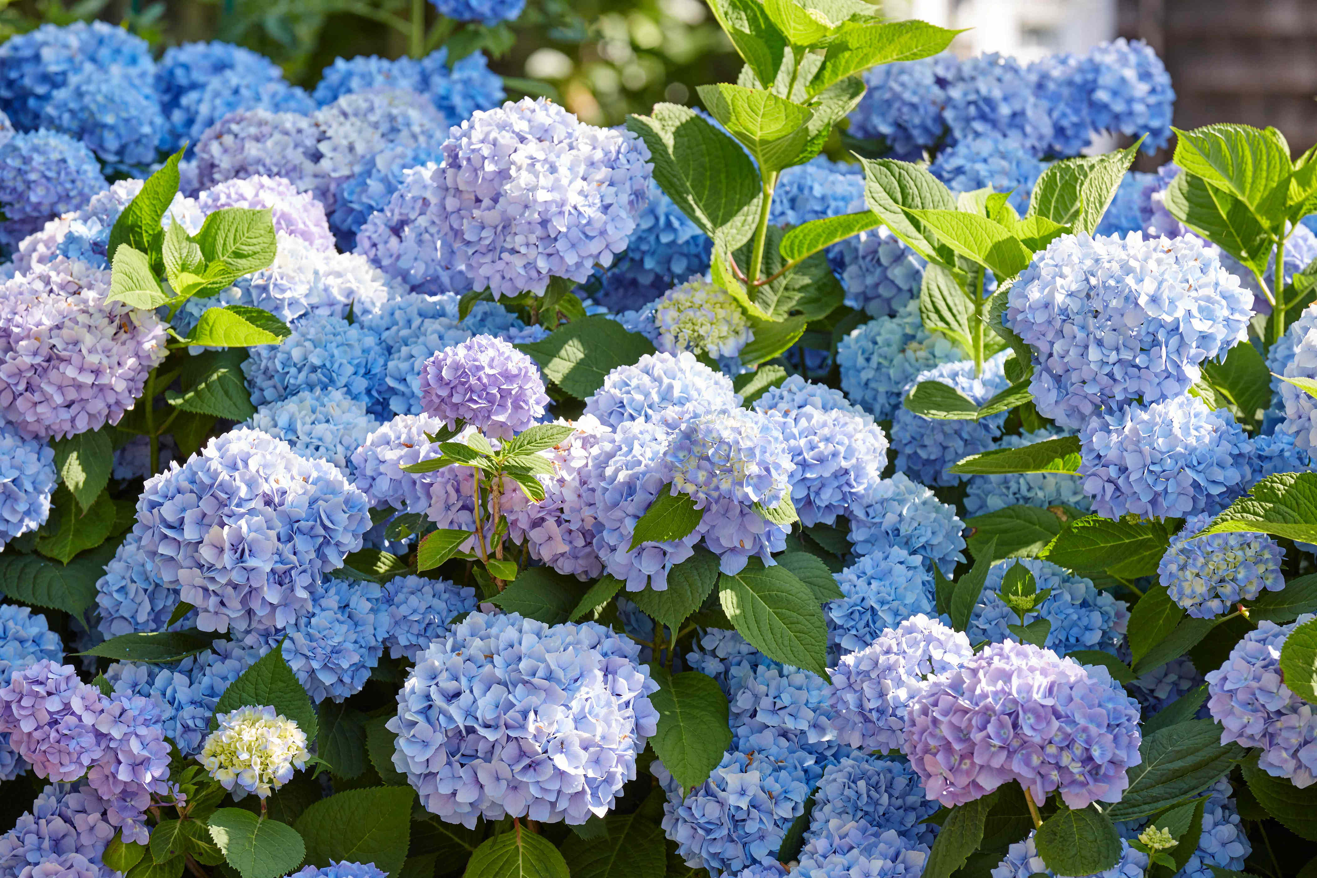 Should You Cut Back Hydrangeas in Fall? What to Know to Save Next Year ...