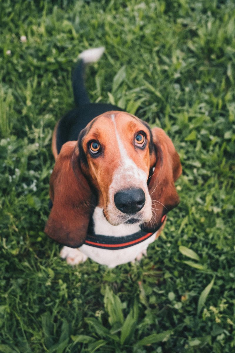 16 Dog Breeds That Don’t Cope Well When Left Alone
