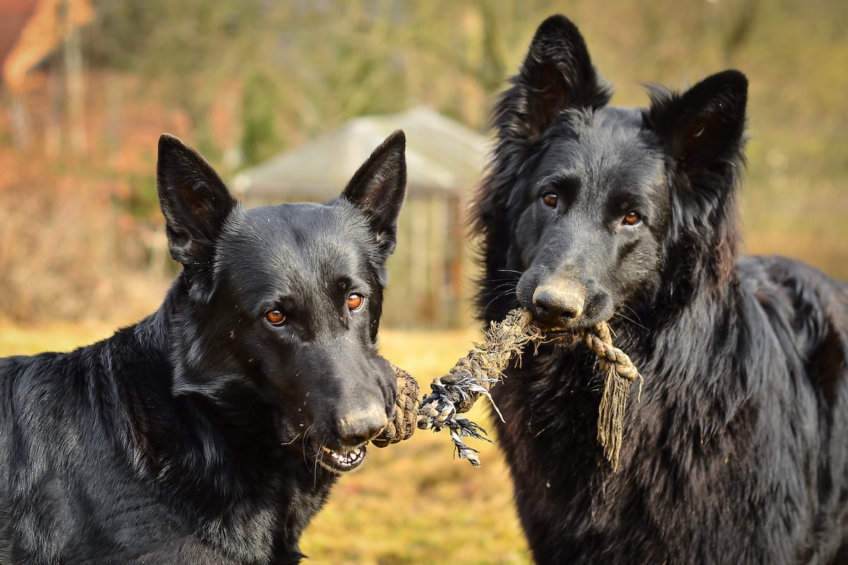 German Shepherds' Dedication to Keeping Human Baby Sister Safe Is Pure ...