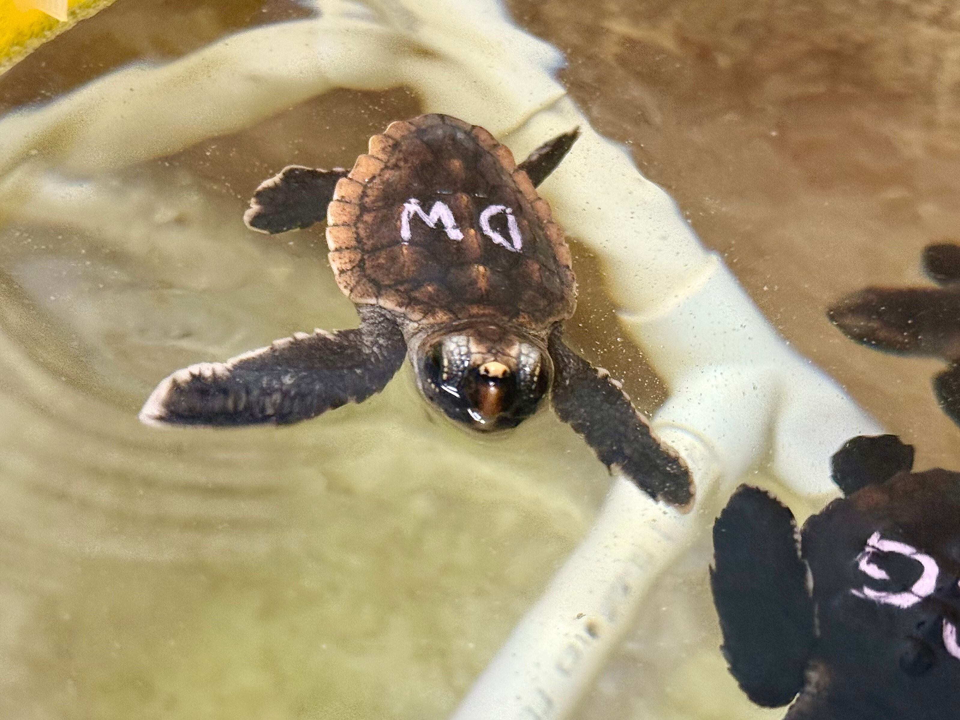 Adopt a washback turtle: UF Whitney Lab offers adoptions to support Sea ...