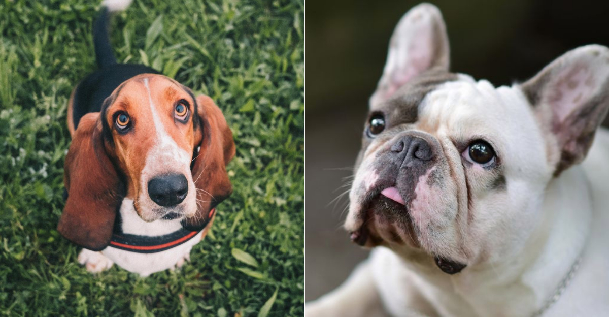 16 Dog Breeds That Don’t Cope Well When Left Alone
