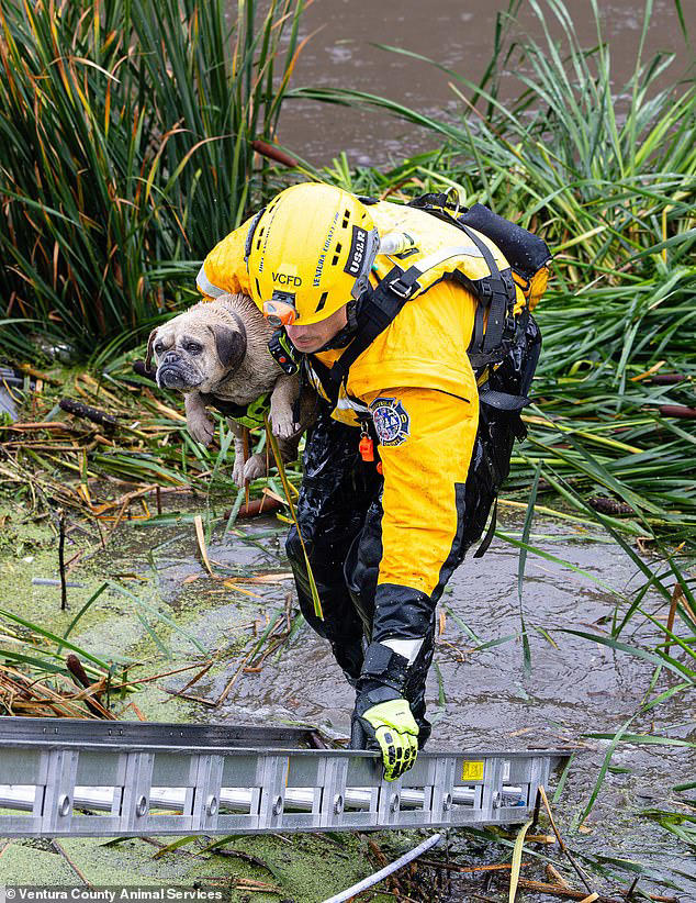 Adorable shivering pup is recused from freezing storm water in California