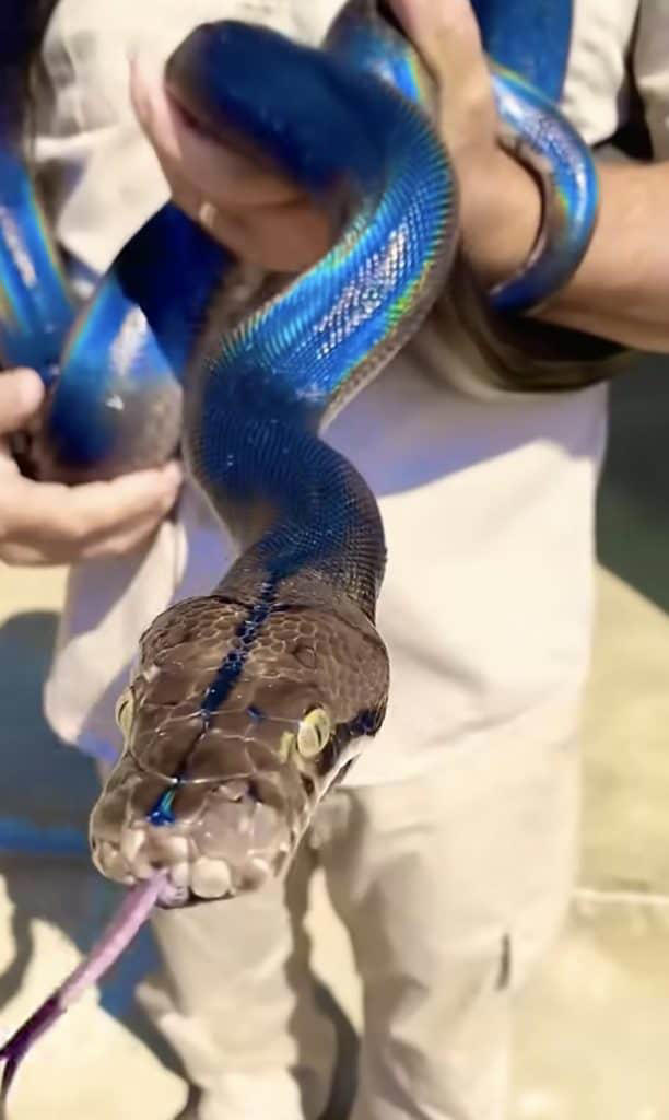 The Shimmering Rainbow Python That Took the Internet by Storm