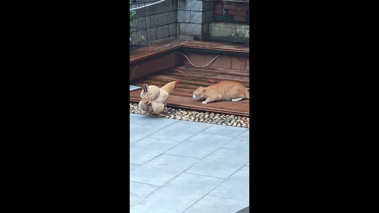 Buff Orpington chicken and a ginger tabby cat playfully fight over food ...