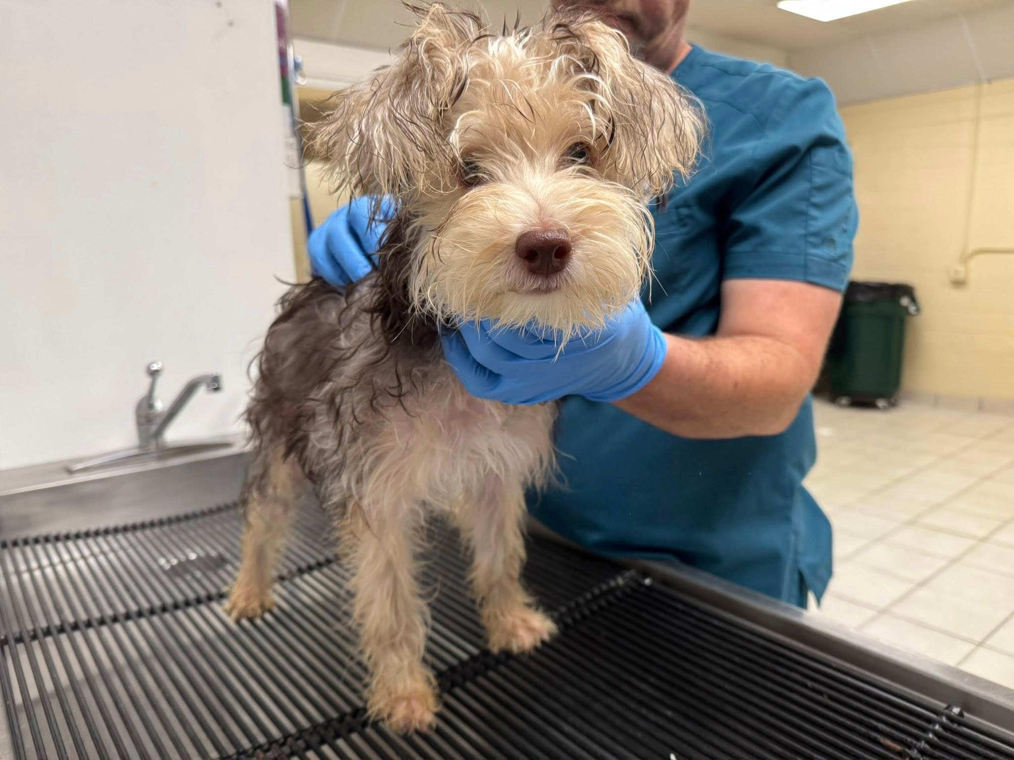 Volusia County animal shelter open, helping to fill gap left by Halifax ...