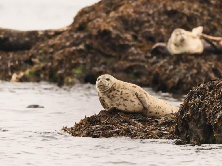 Sea Kayaking with Ketchikan Kayak Co: Beautiful Coves and Wildlife