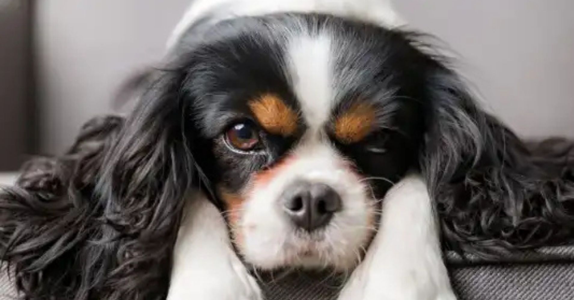 26 Dog Breeds with Distinctive Looks and Friendly Temperaments
