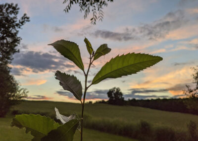 The American Chestnut Foundation is planting 150 American chestnuts in ...