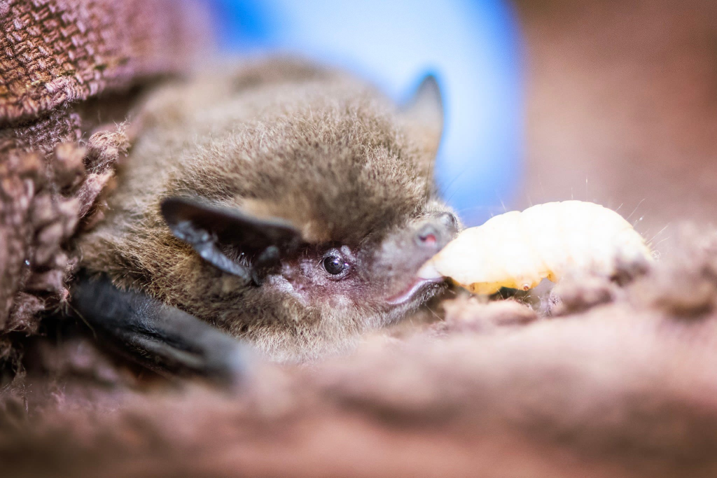 Bat survives being flushed down toilet