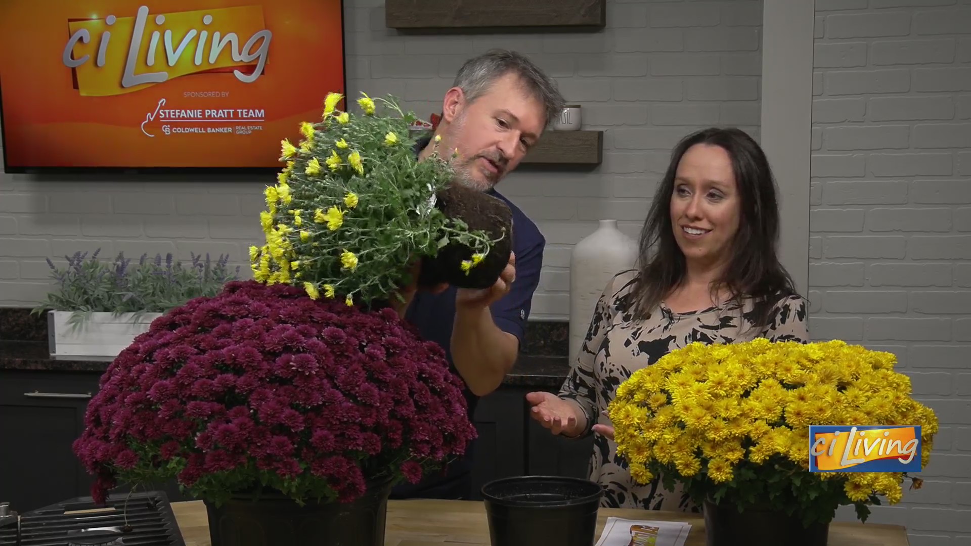 How to Make Mums Thrive in Your Garden | Fall Gardening Tips