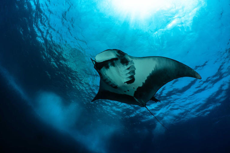 Manta Rays Dive Way Deeper Than We Thought – Up To 1.2 Kilometers – To ...