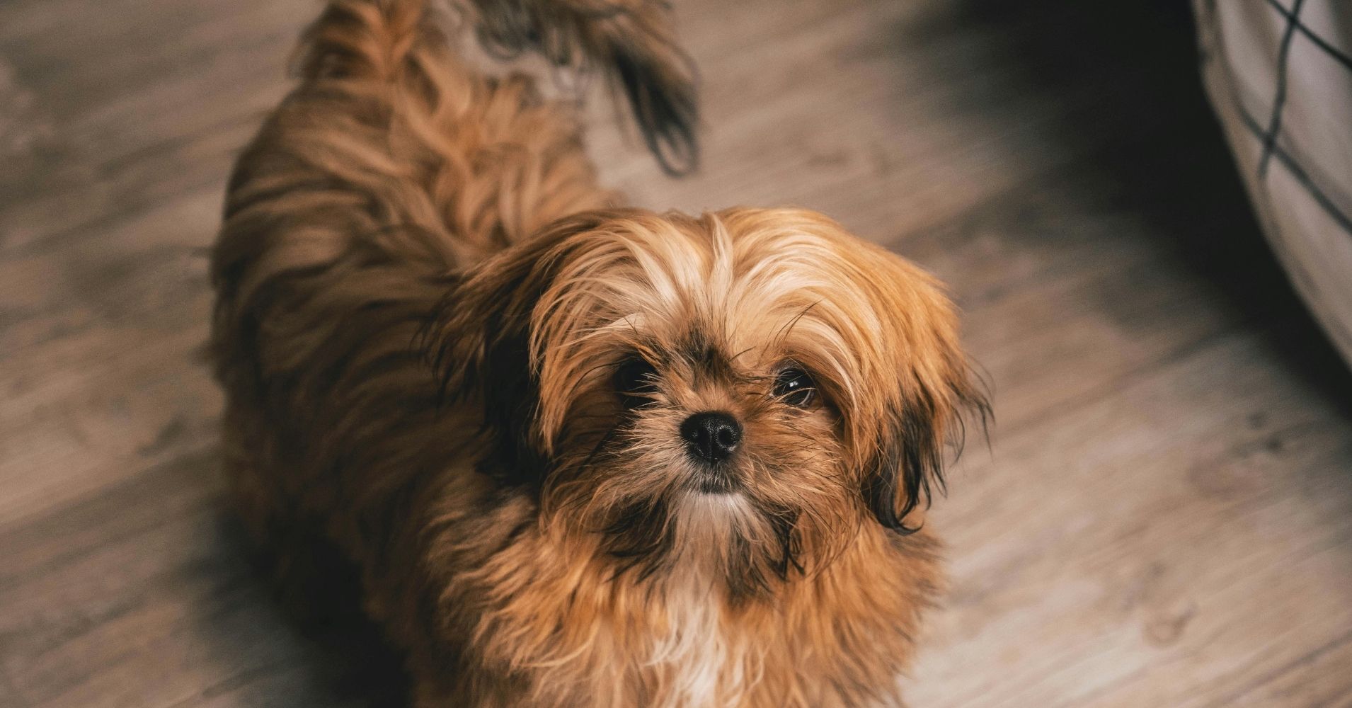 27 Small Dog Breeds with the Same Charm and Temperament as Shih Tzus