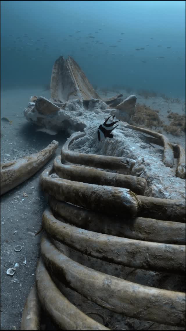 Diver discovers colossal whale skeleton deep off Australia’s coast