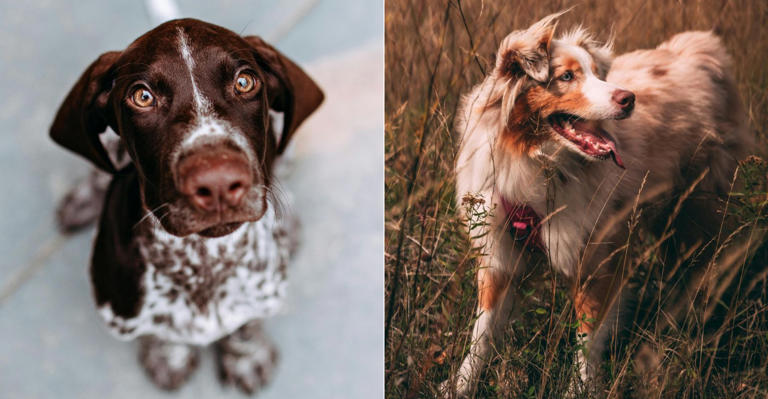 Best Dogs For Runners Who Are Looking For A Buddy