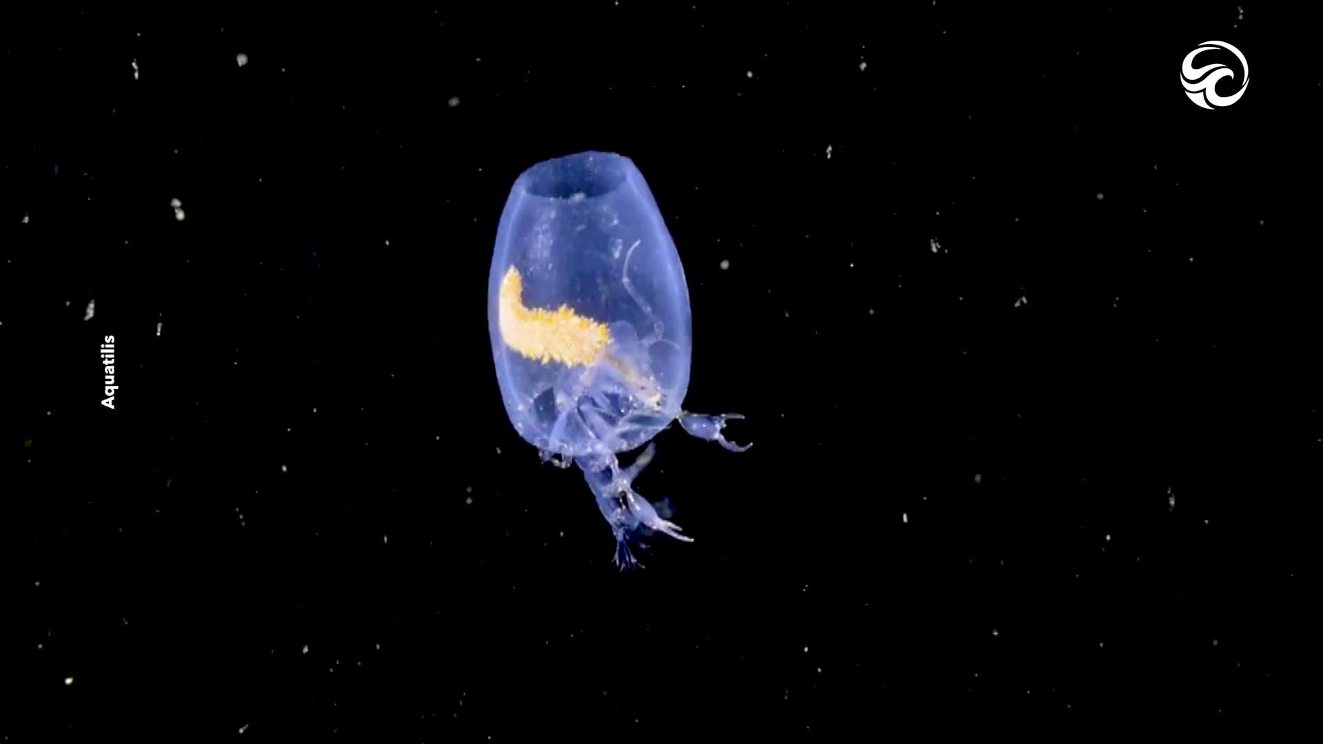 Nightlife in the Mediterranean Sea