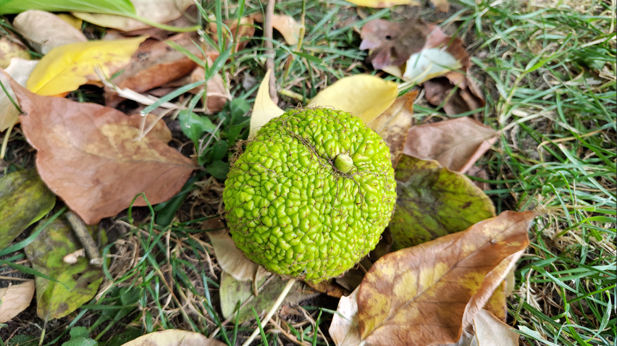 What are the big green fruits appearing all over Kansas?