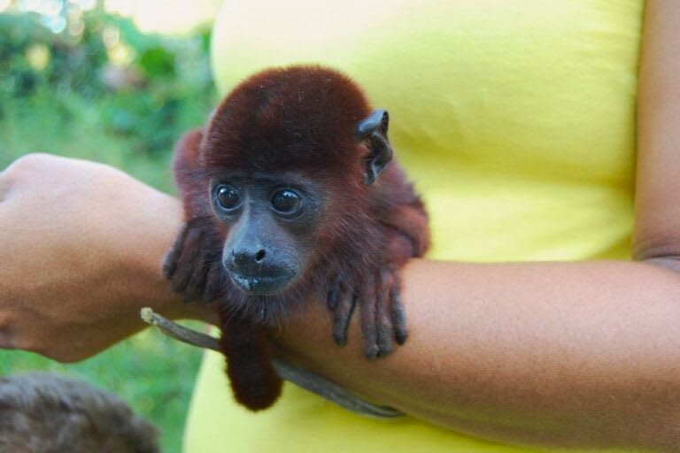 Microplastics found in the stomachs of Amazon tree-dwelling monkeys