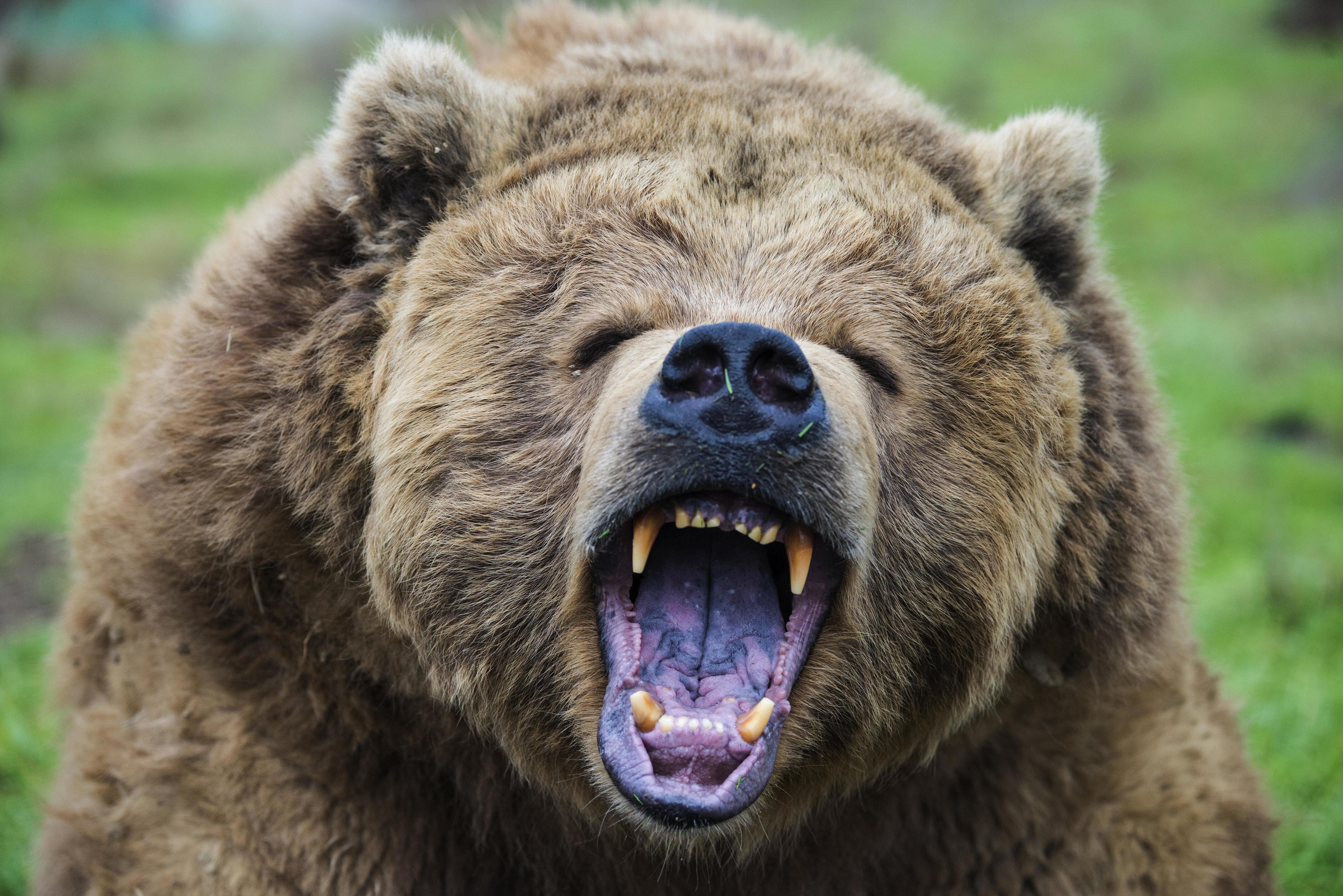 Two Hikers Hospitalized After Getting Mauled By Grizzly Bear