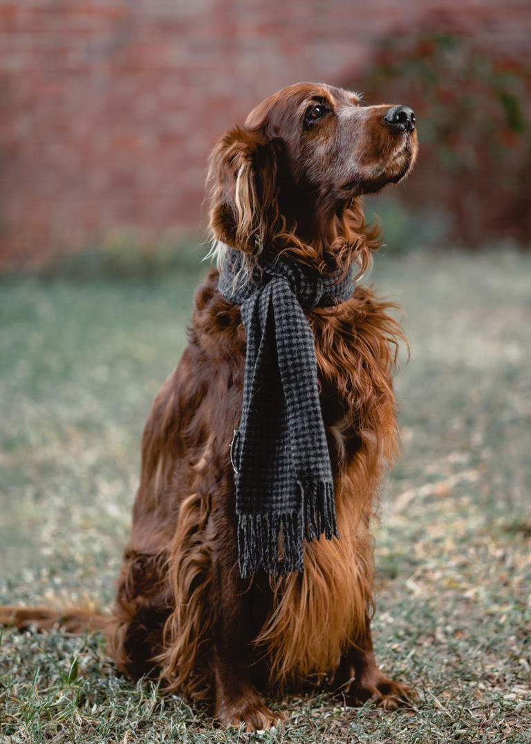 These 15 dog breeds are famous for their sweet and friendly personalities