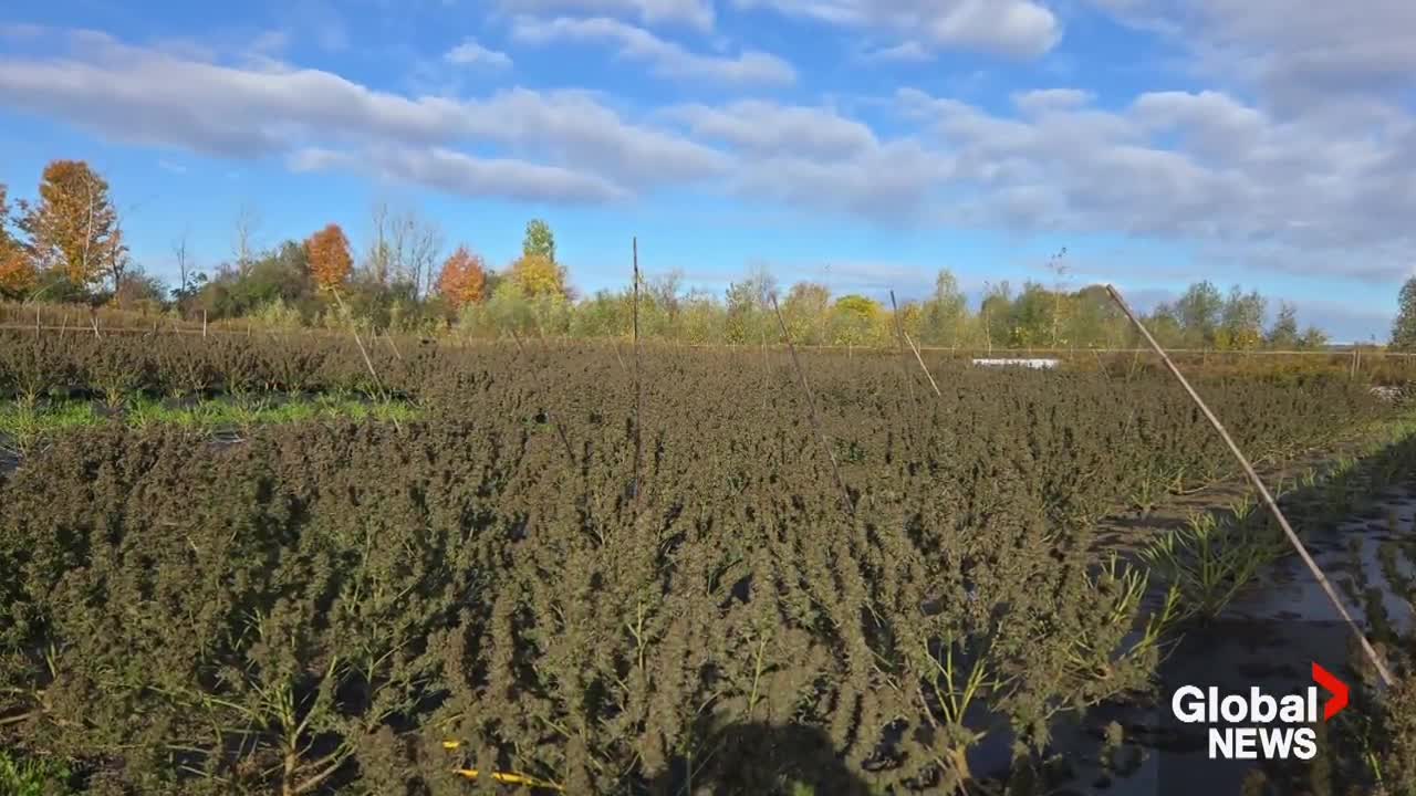 Dropped 911 call leads to discovery of large illegal grow-op near Port ...