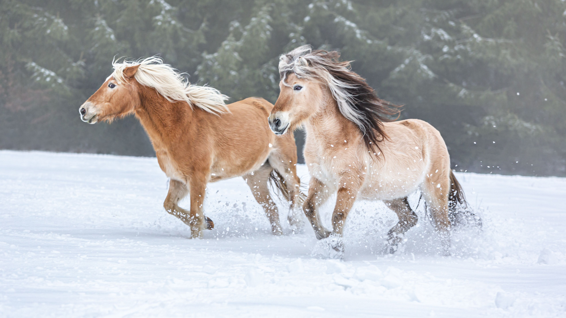 The World’s 7 Oldest Horse Breeds