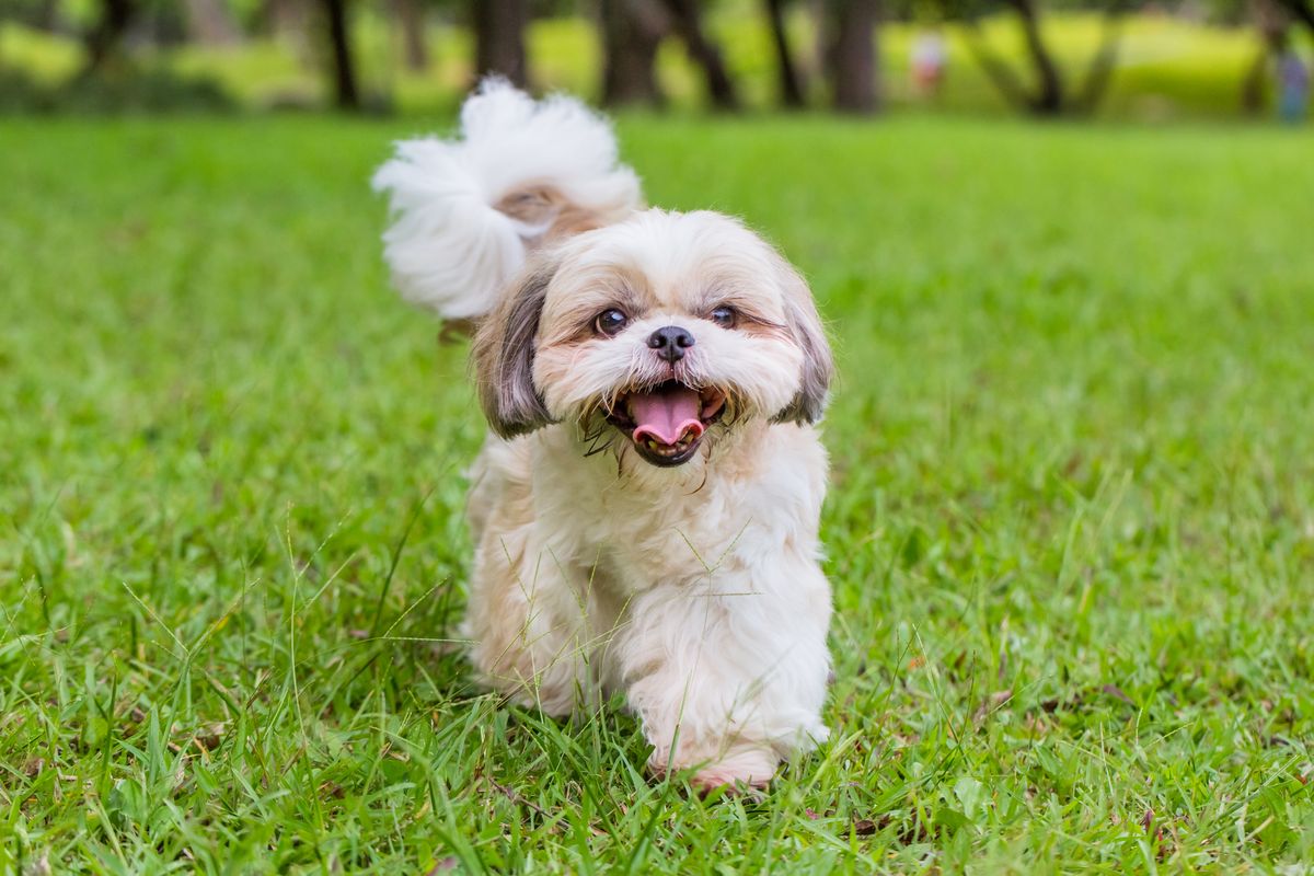 These Are the Calmest Dog Breeds That Are Perfect for Laid-Back Families